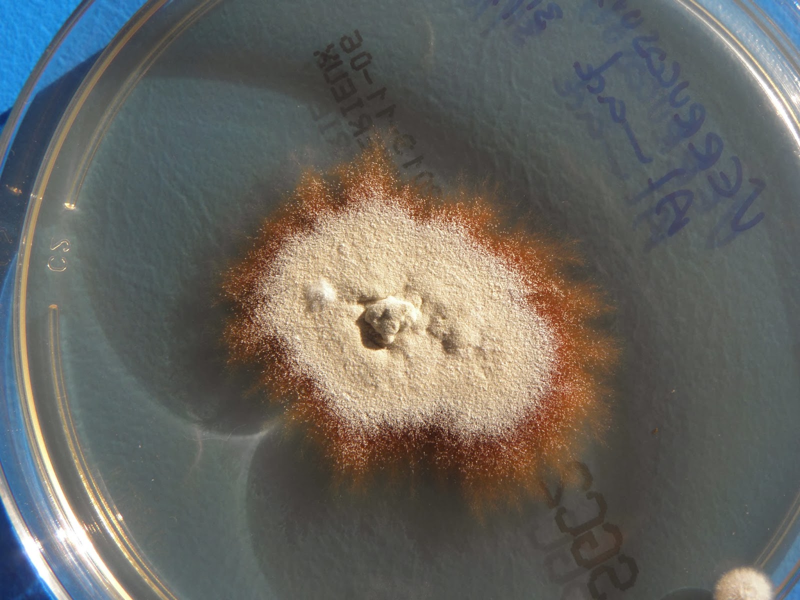 ATLAS MICOLOGIA: TRICHOPHYTON VERRUCOSUM