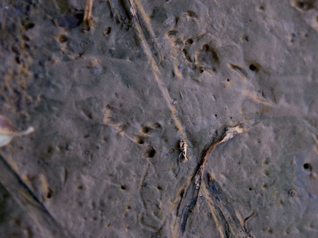 Dipper Ranch: Newt Tracks