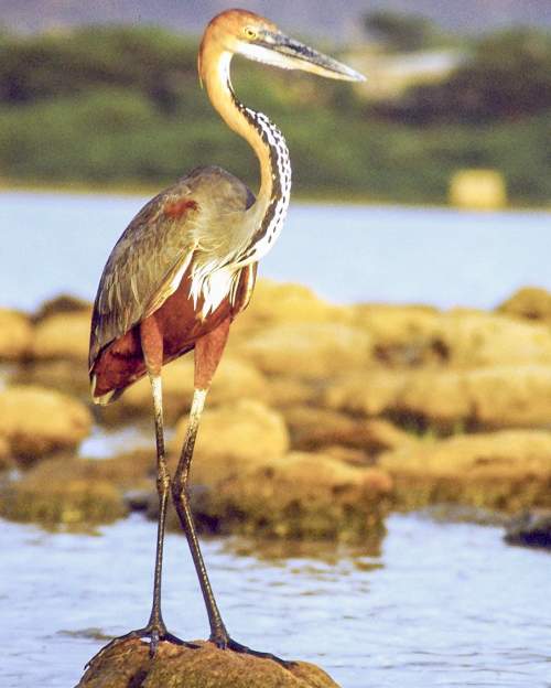 Goliath heron images | Birds of India | Bird World