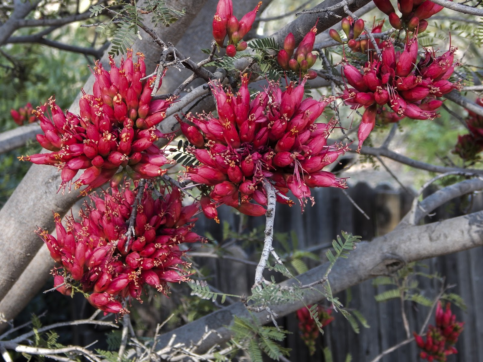 Walking Arizona: Karoo Boer Bean Tree