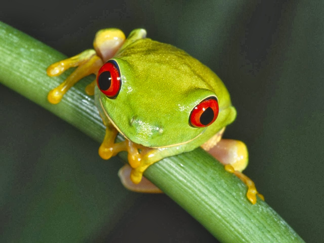 InfoAnimal sobre las ranas y sapos | INFOANIMAL