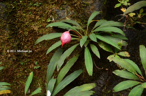 The rainforests of Borneo & Southeast Asia: Aroids from Sabah (Sept 2011)