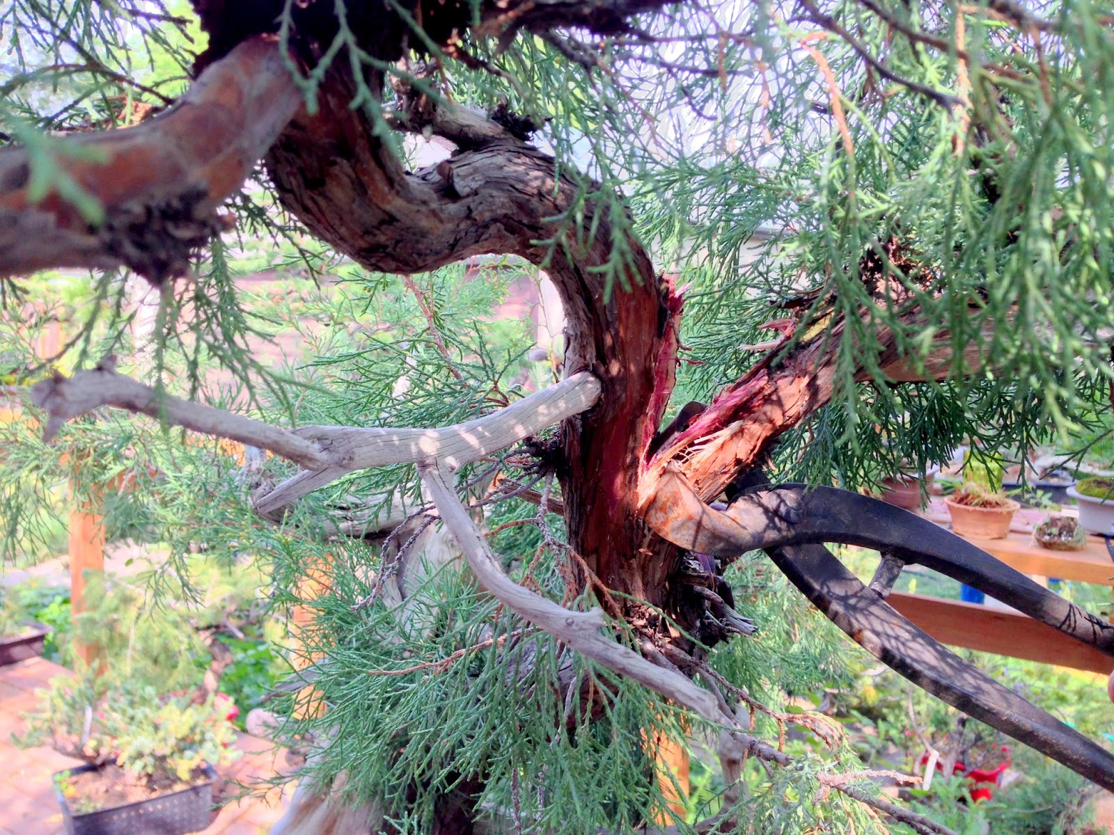 Branch Work: Branch and Trunk Bending Techniques (Part Two)