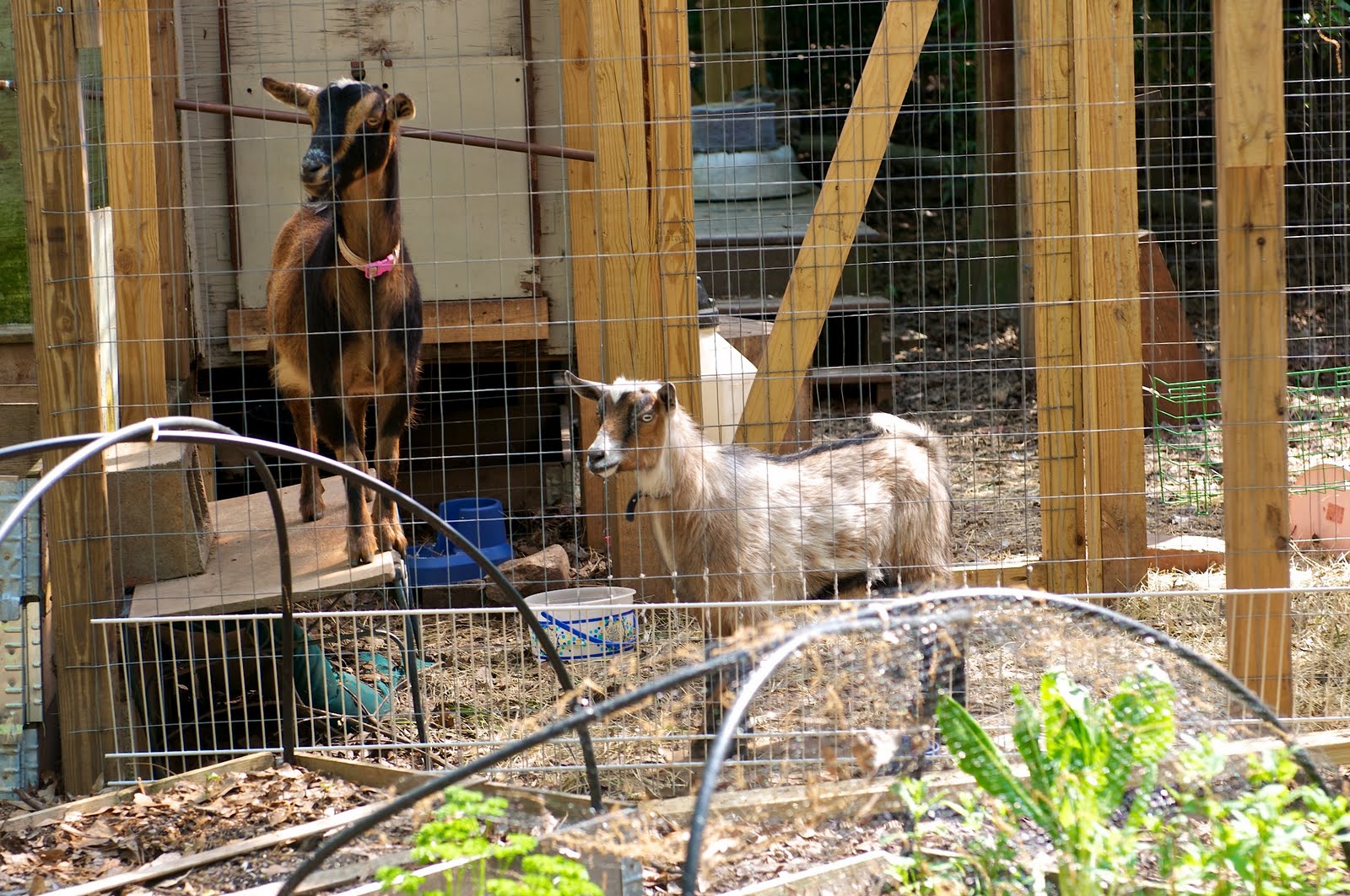 Historic Inman Park: Goats and Chickens - Inman Park Style