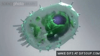 BLOG BASES DE BIOLOGÍA CELULAR : Organelos Celulares