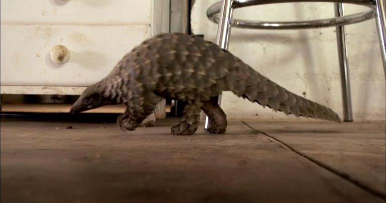 J.B. Spins: Nature: The World’s Most Wanted Animal