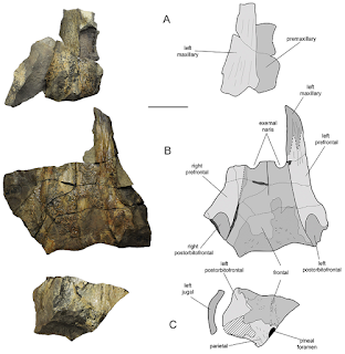 Palaeos, la historia de la Vida en la Tierra: Mosasaurio polar