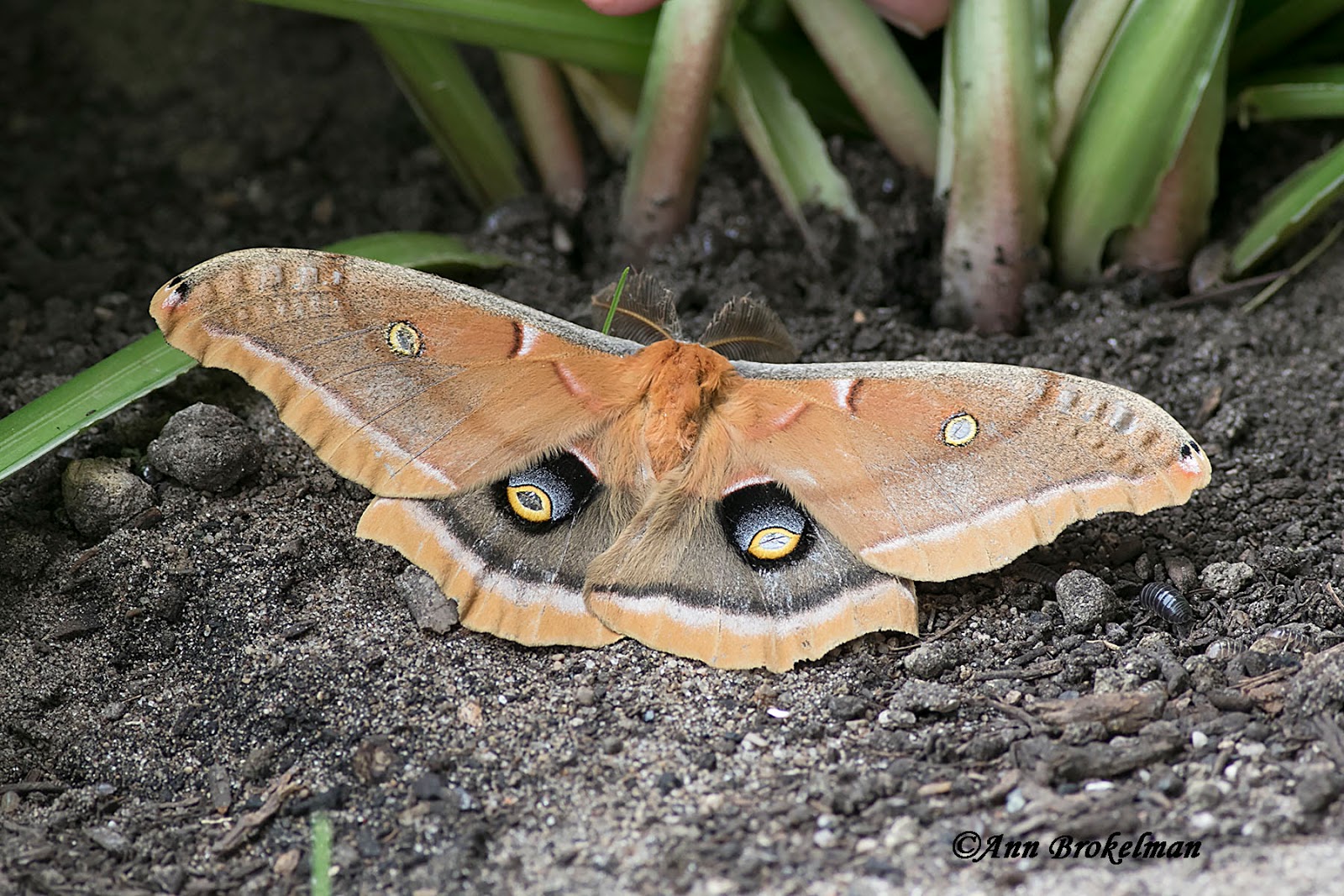 Ann Brokelman Photography: Polyphemus moth
