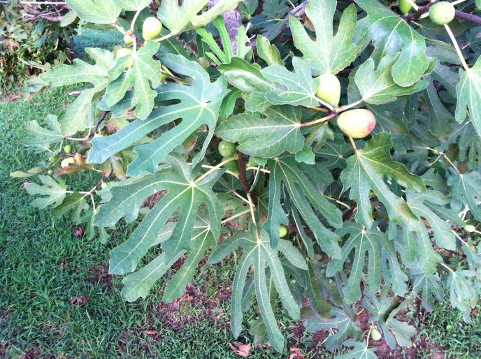 Figs Fort Smith!: Brunswick Fig Success in Fort Smith!