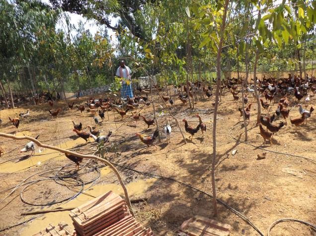 Agri BAZAAR: Semi-intensive system for backyard poultry fetches good ...