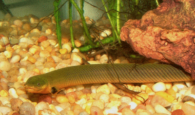 Reedfish | The Life of Animals