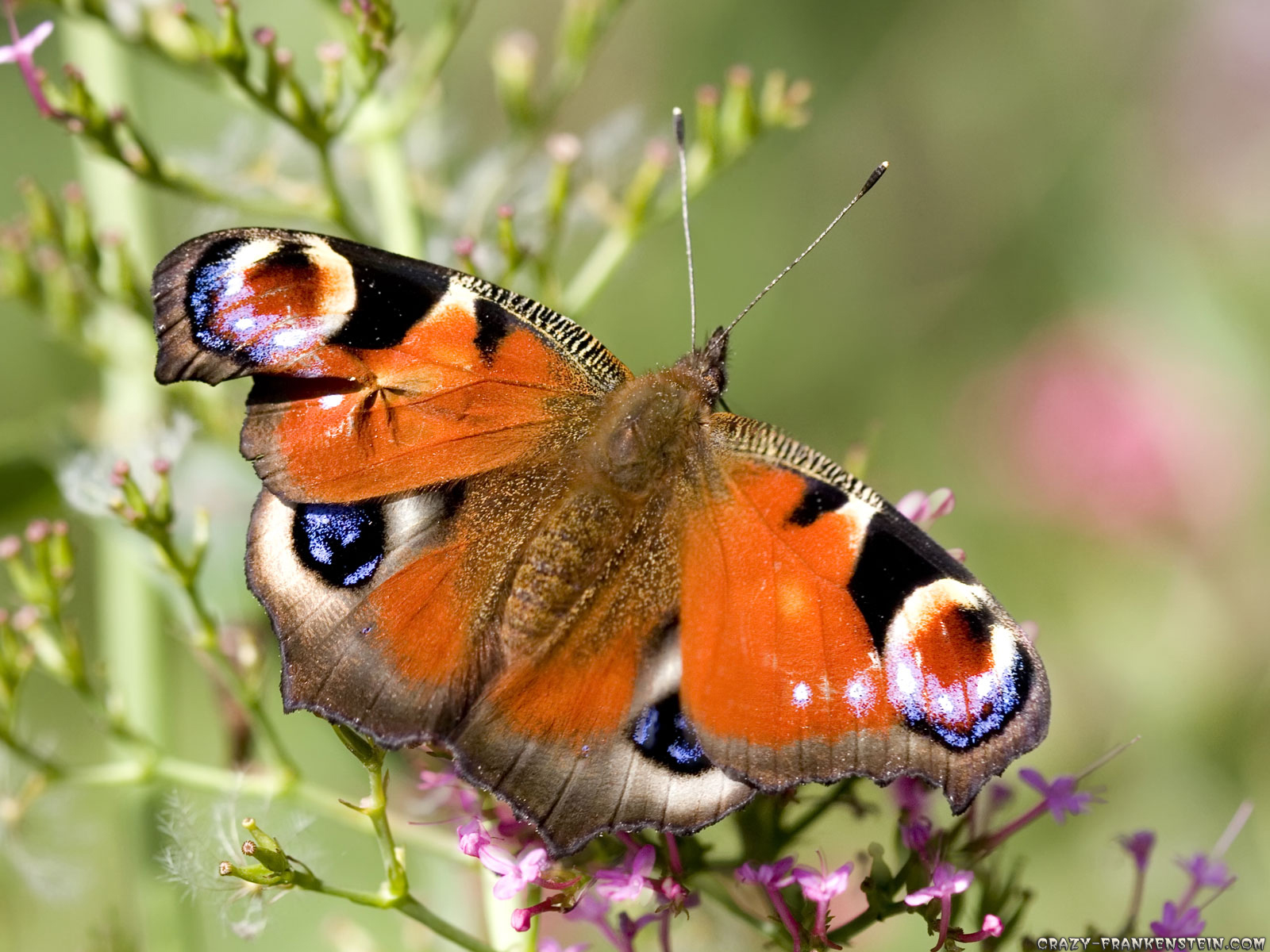 Beautiful Wallpapers | butterflys wallpapers | butterfly wallpaper ...