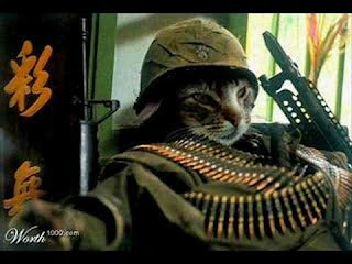 Amper Bae: funny dogs with guns