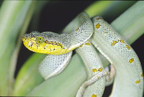 BREA VENENOS: -Bothriopsis bilineata bilineata (Mapanare verde)