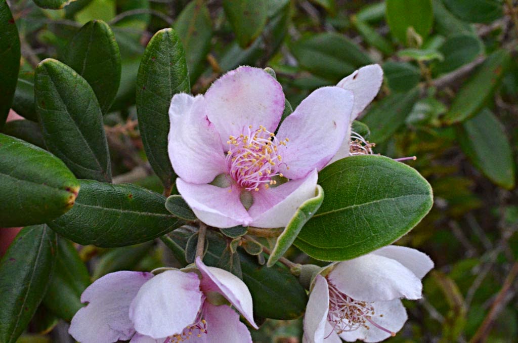 Space Coast Wildflowers: May 2015