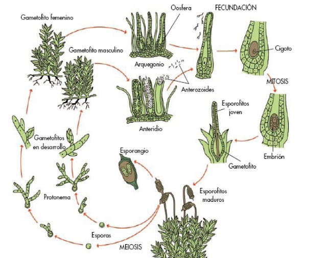 BIOLOGÍA Y GEOLOGÍA 1º ESO: Los musgos