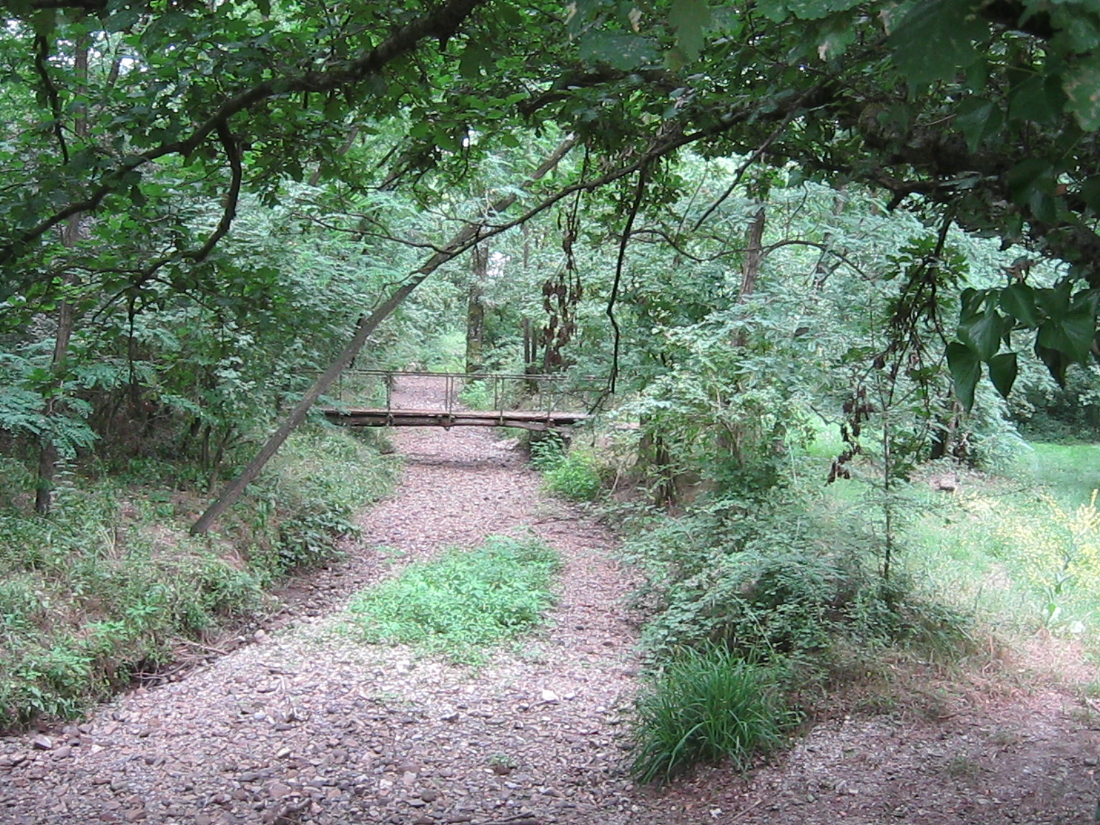 L'alba sulla collina: PADULE DI BIENTINA : fra natura e memoria