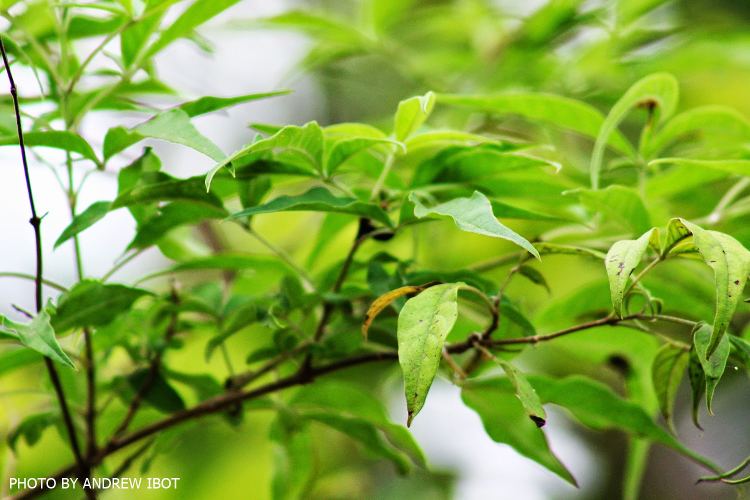 Let's Juice It Up!: Lagundi Herbal Medicine, Health Benefits, Side Effects