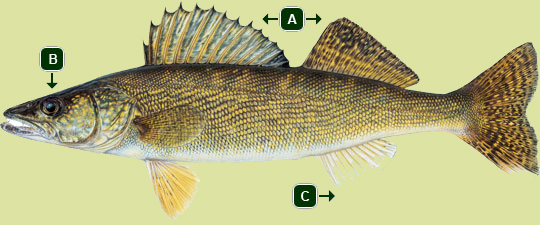 Fishing In Canada: Sport Fish