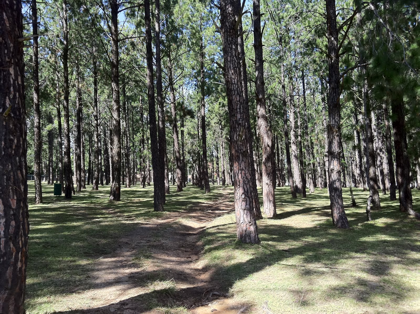 Green Johannesburg: Urban Forest in Bryanston