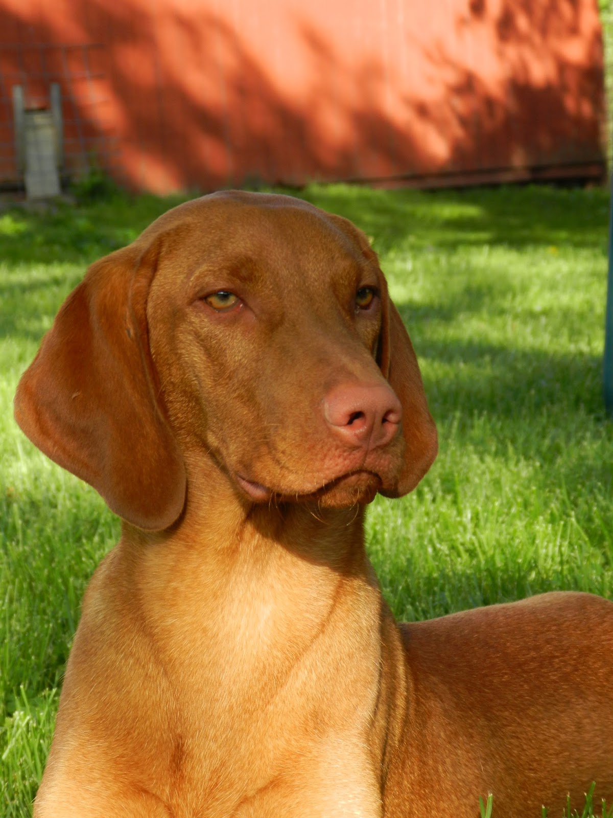 Acadia Shelties: National Purebred Dog Day