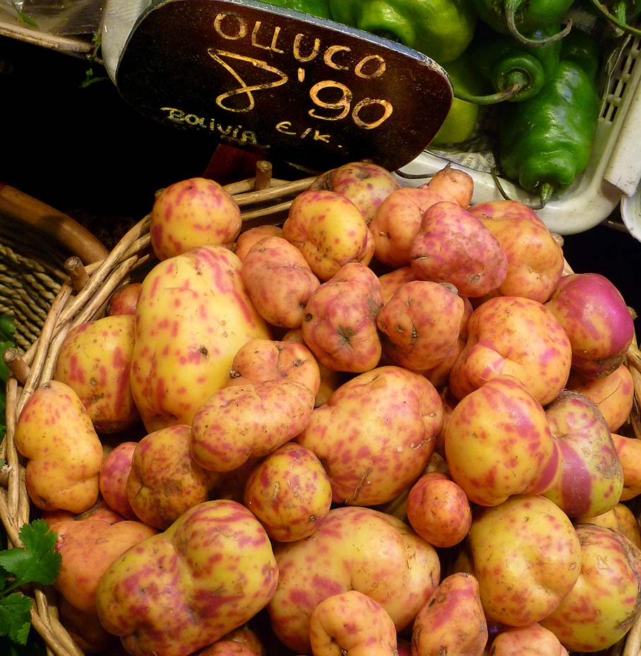 - Salmorrejo -: El olluco o ulluco es un tubérculo conocido también ...