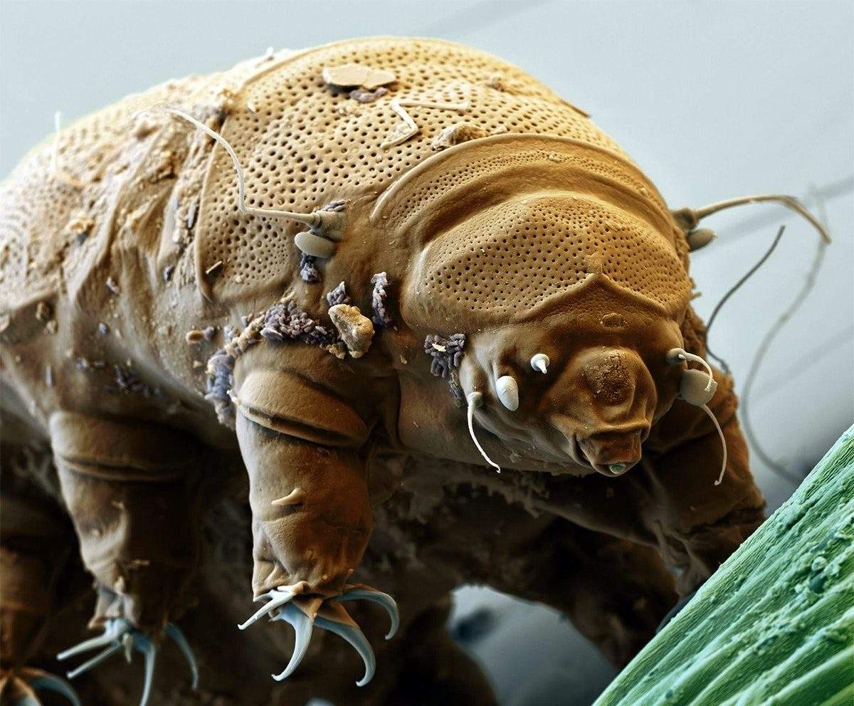 World's Most Indestructible Creature