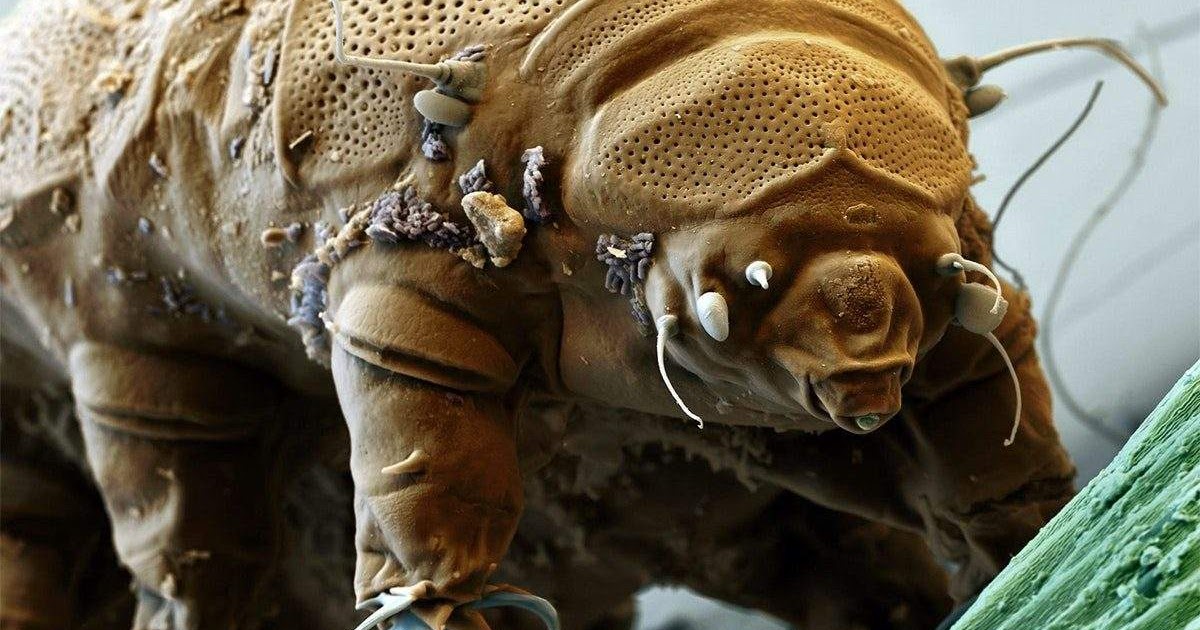 World's Most Indestructible Creature