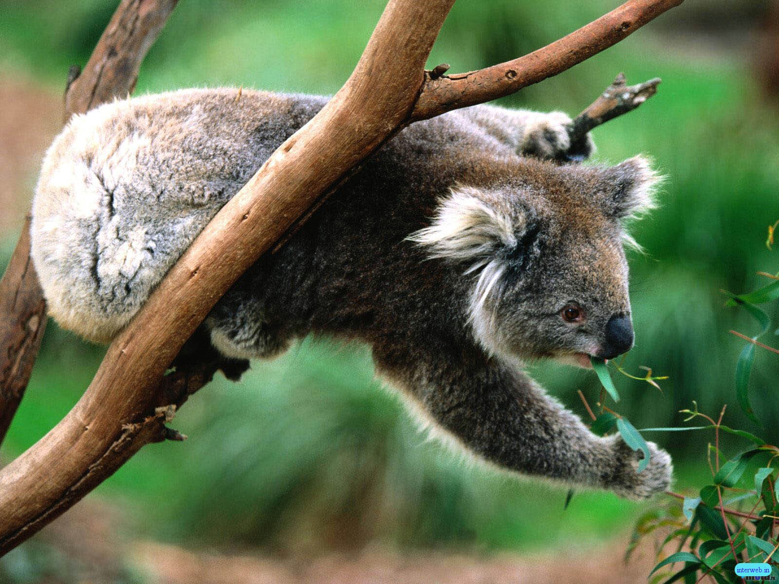 Koala | The Life of Animals