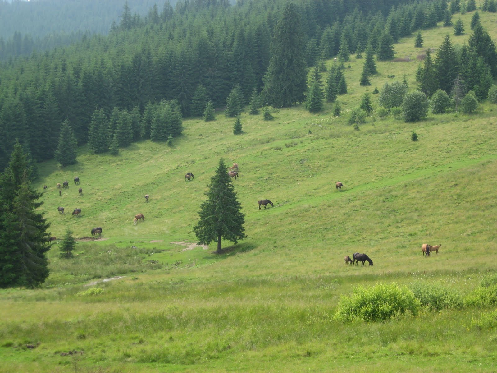 Carari de Bucovina: Obcioara. Herghelia Lucina, Cheile Lucavei cu bike