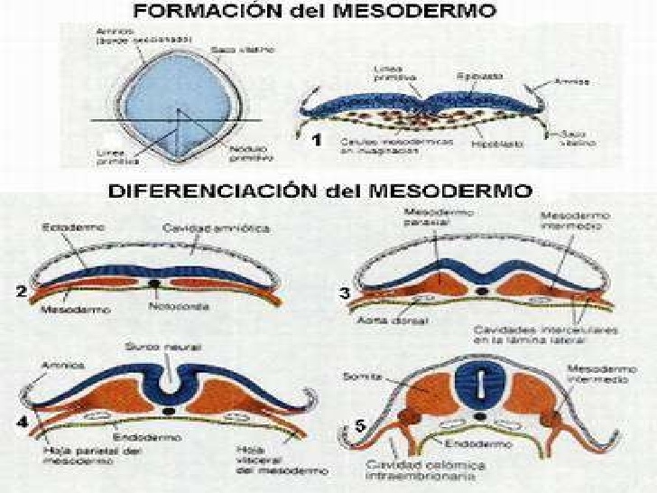 Embriologia Medica: TERCERA SEMANA DE GESTACION