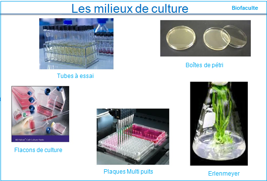 C’est quoi une culture cellulaire? | Bio faculté