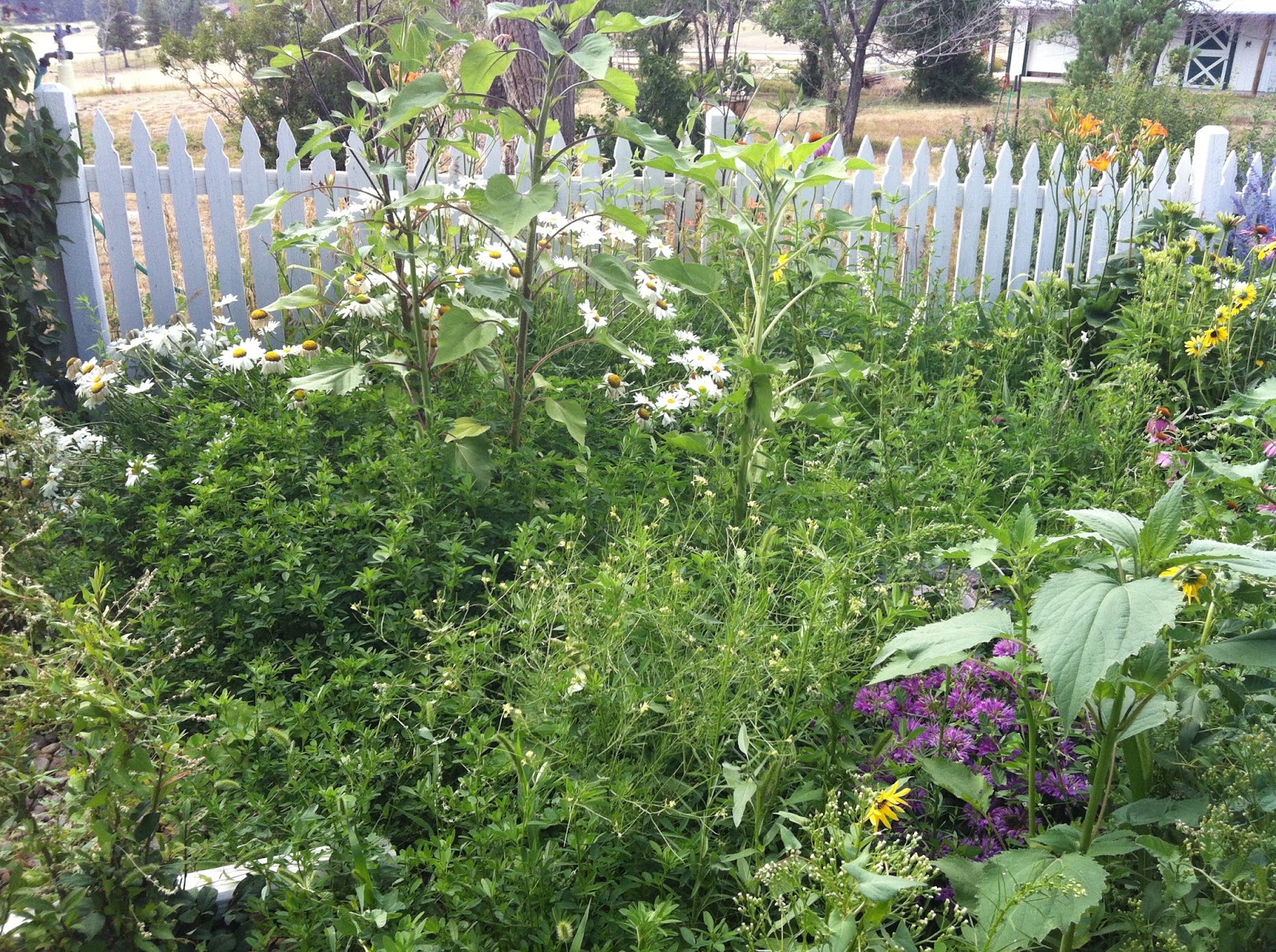 Living a Dream: Weeds Gone Wild