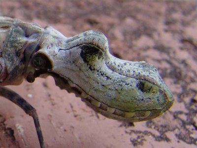 EN DONDE EL SEXO SE VUELVE OBLIGATORIO!!!: LA MACHACA