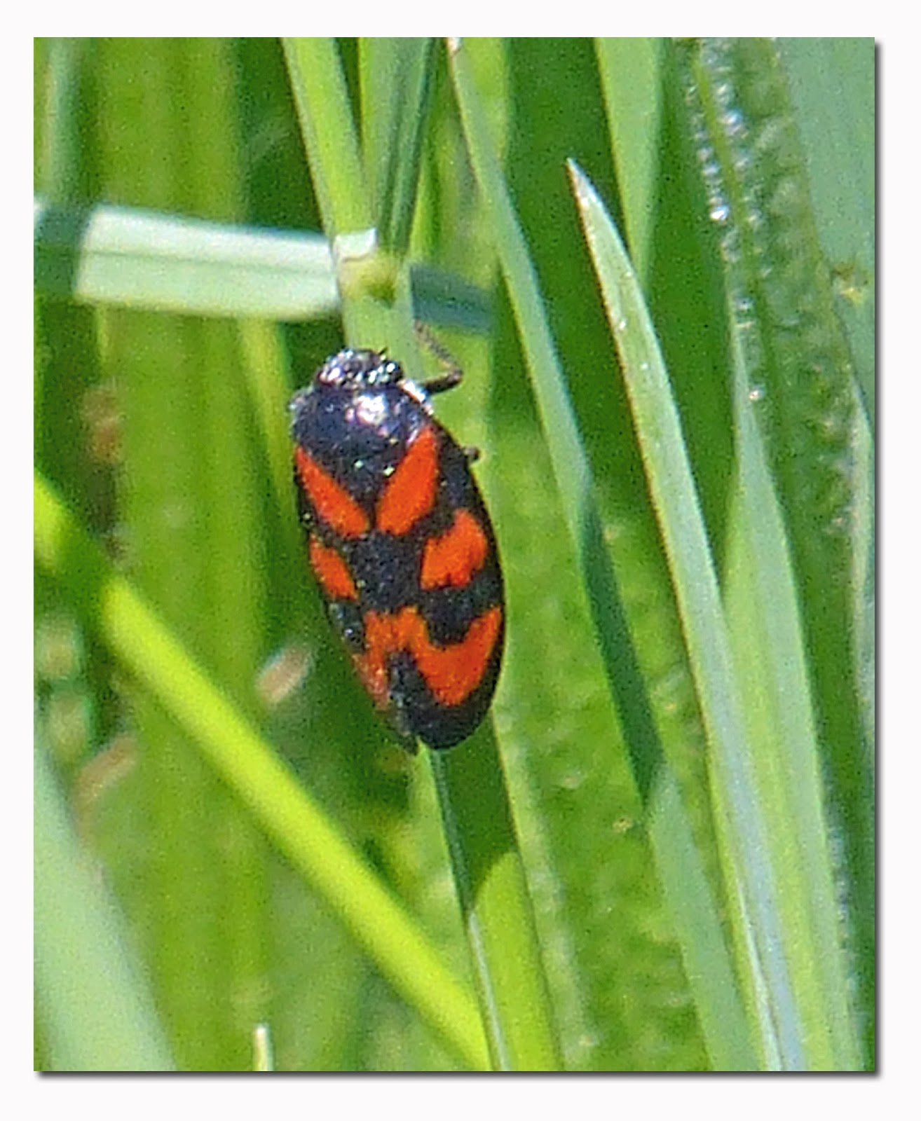 Wild and Wonderful: May 2013