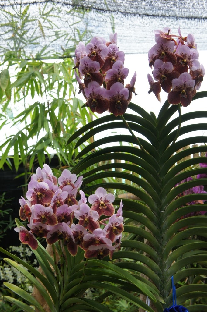 OUR PHILIPPINE TREES: Kali-kaliwang Waling-waling