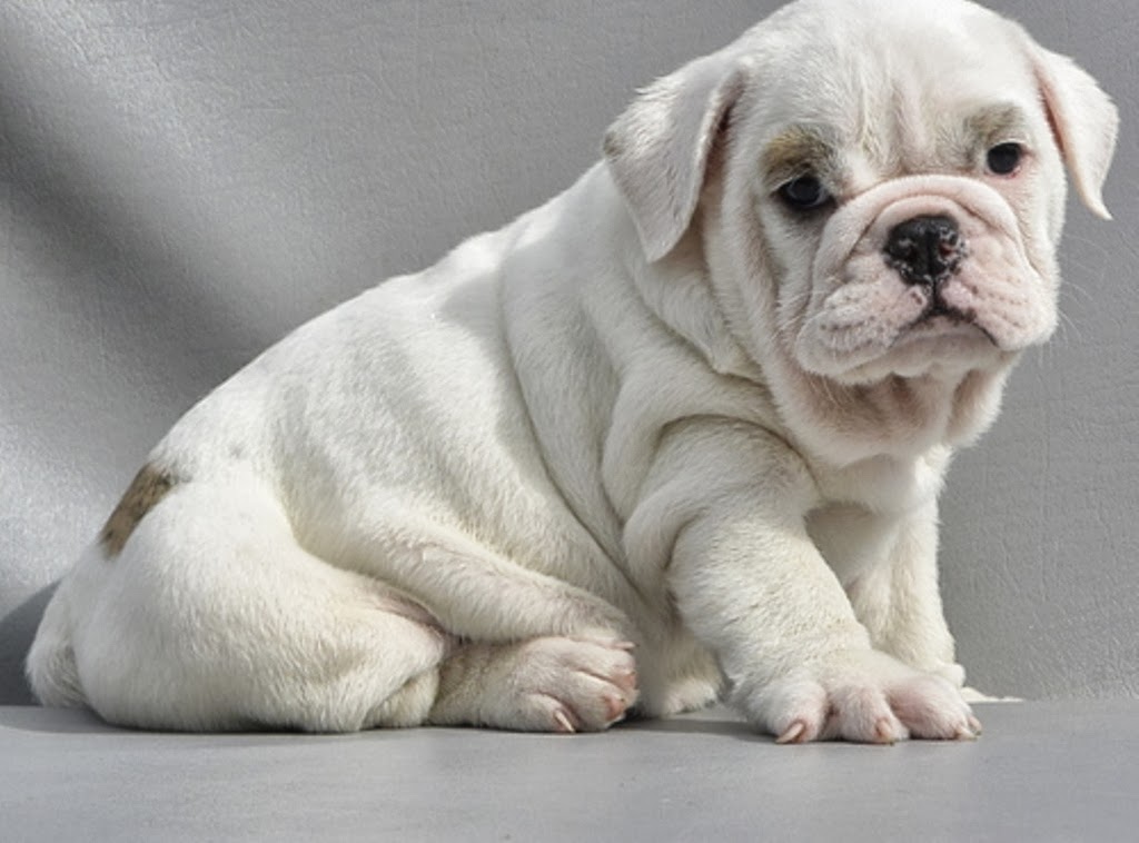 Lovely English Bulldogs for Sale