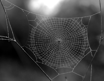 ART 13: Symmetrical Spider Web