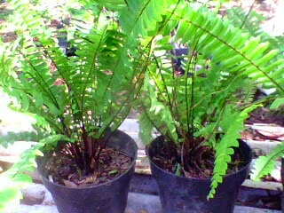 Pakis kelabang | Tanaman Semak | Directory Tanaman | Nama Dan Gambar