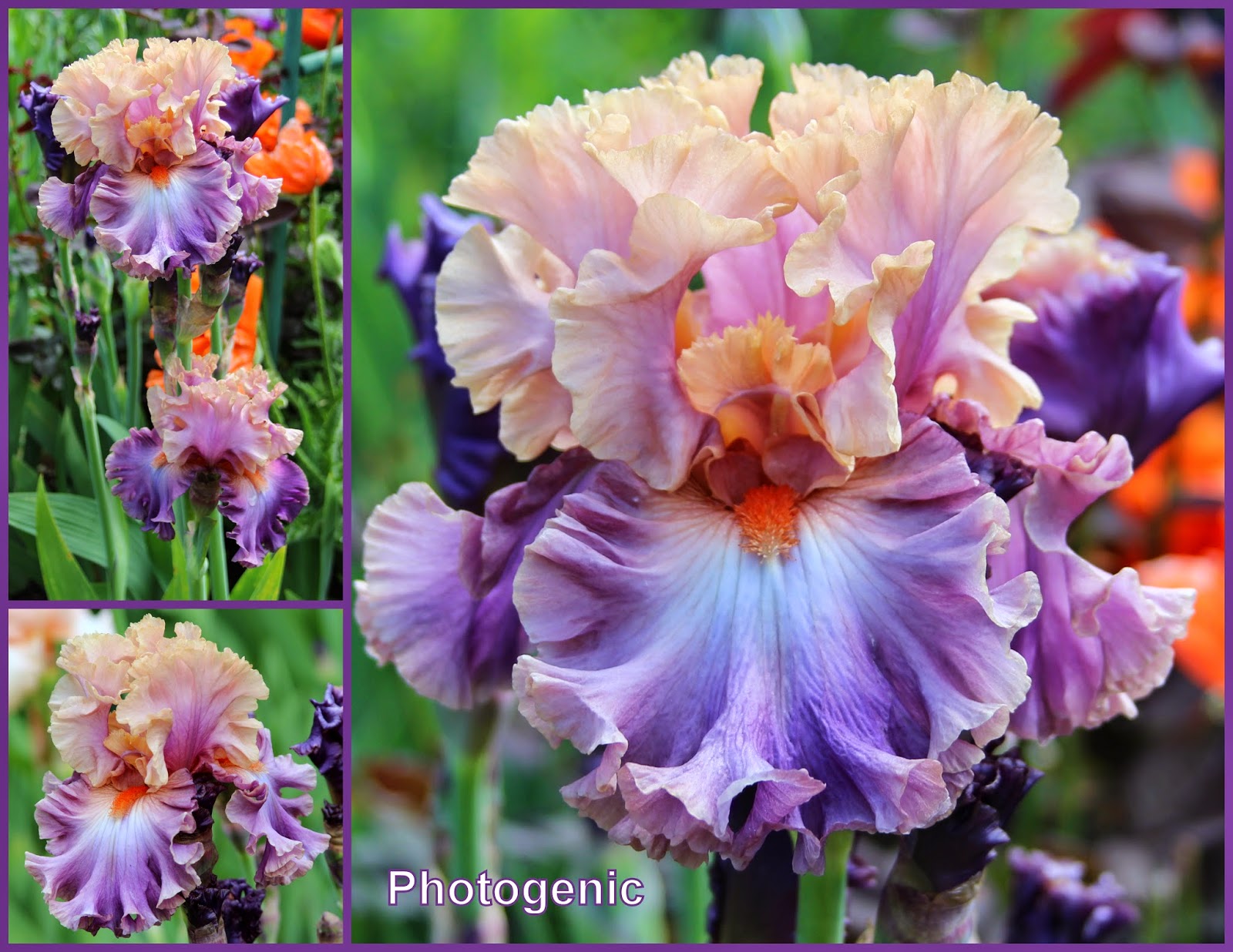 World of Irises: "Talking Irises" BY REQUEST: COLLAGES--Making Visual ...