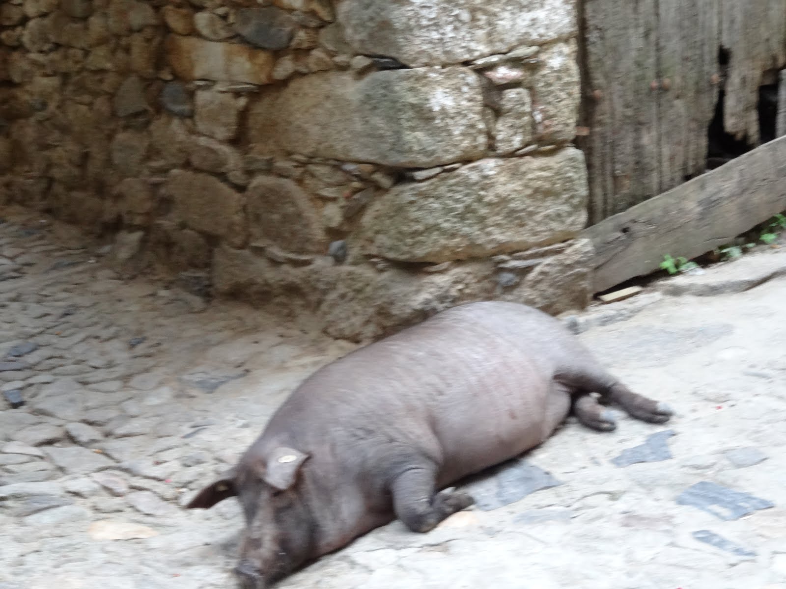 LA ALBERCA EN SUS TRADICIONES: EL MARRANO DE SAN ANTÓN