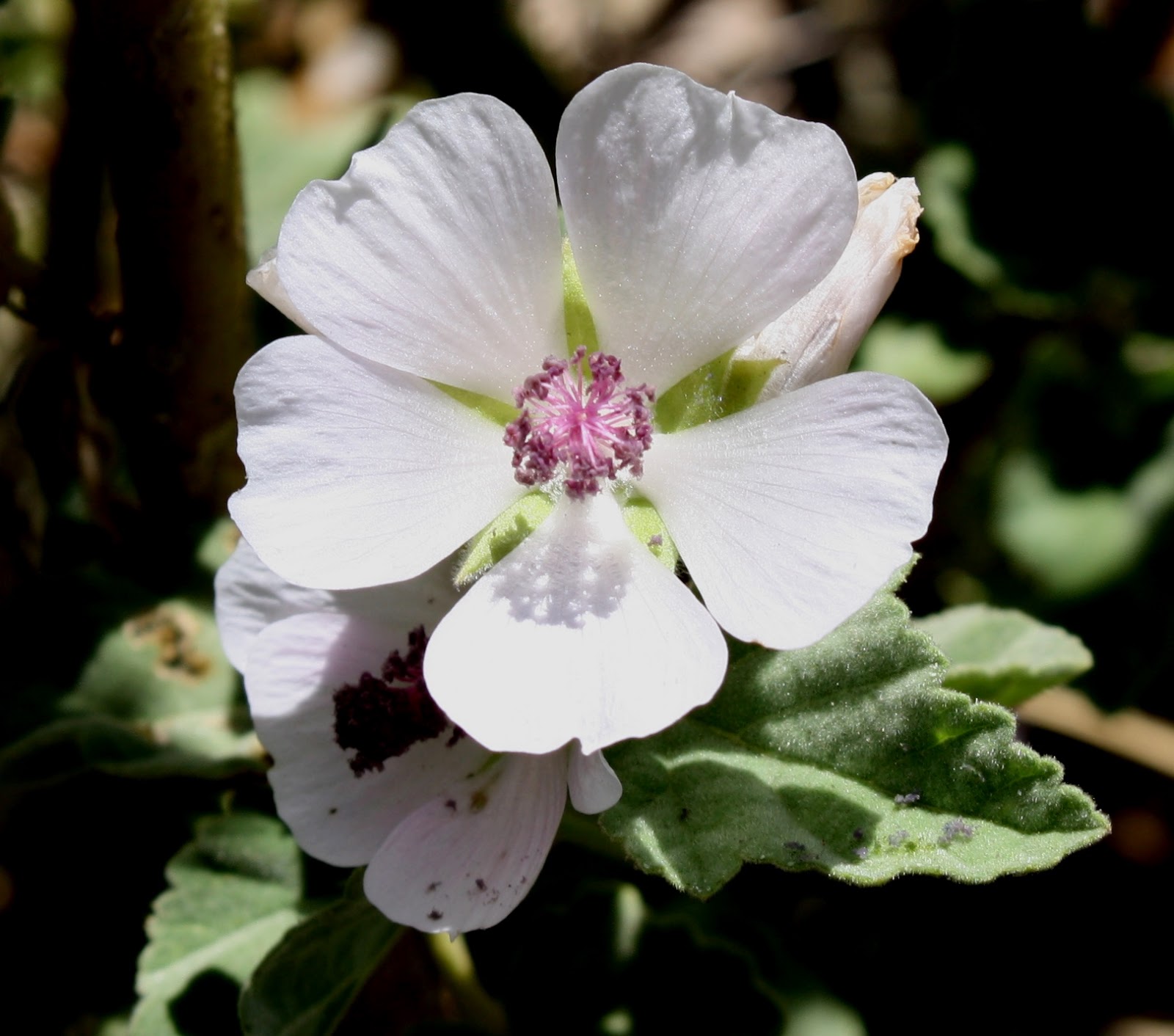 Plantas: Beleza e Diversidade: Alteia (Althaea officinalis)