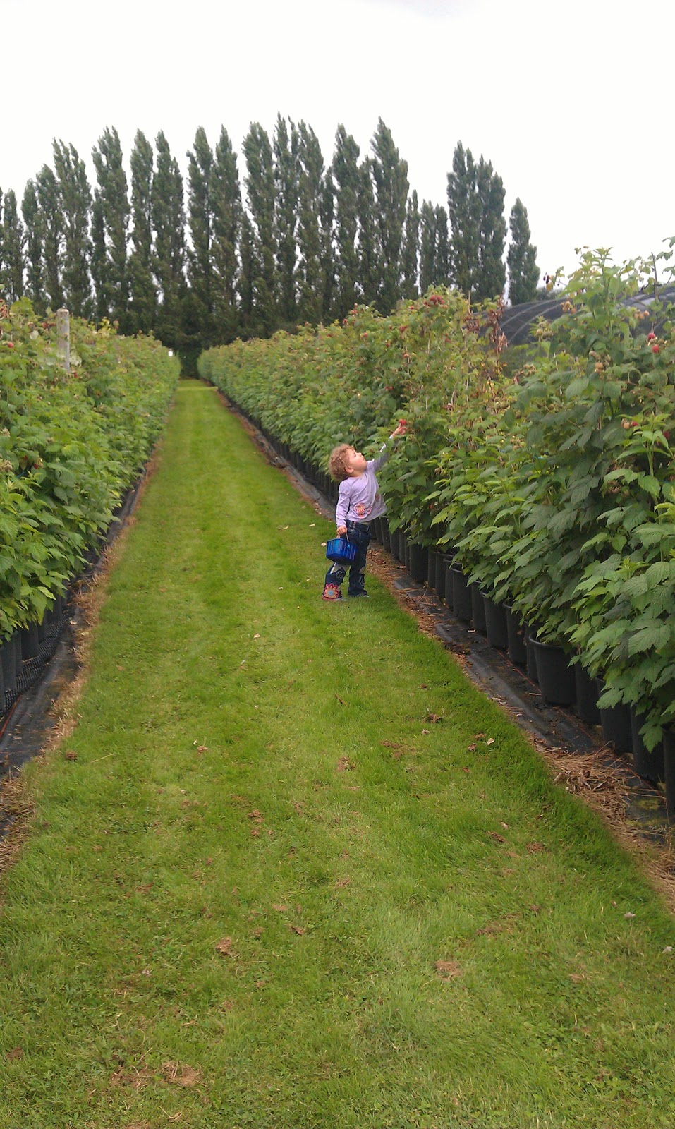 Pick Your Own - A Day Out Fruit Picking - Emmy's Mummy