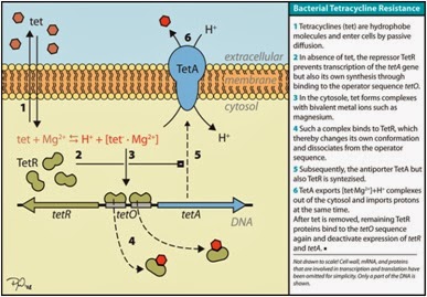 Tetrasiklin sebagai Inhibitor Translasi ~ CuaP CuaP Farmasi....!!!