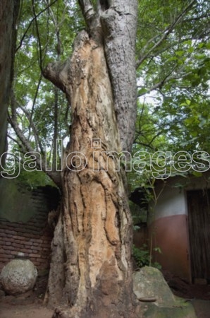 OUIDAH, BENIN - THE BIRTHPLACE OF VOODOO AND THEIR ANNUAL VOODOO FESTIVAL