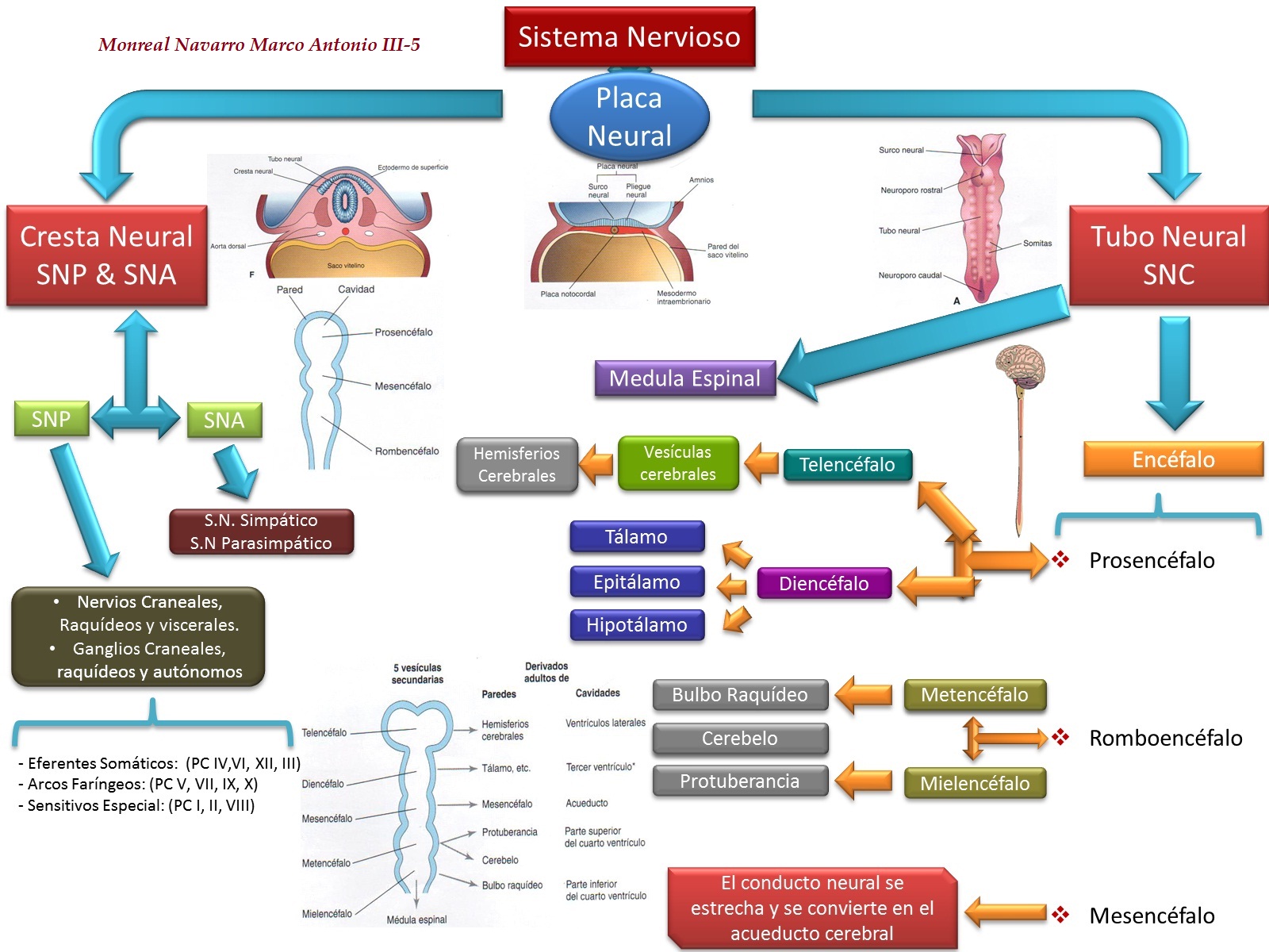 Fisiología Humana: Portafolio Esquemas