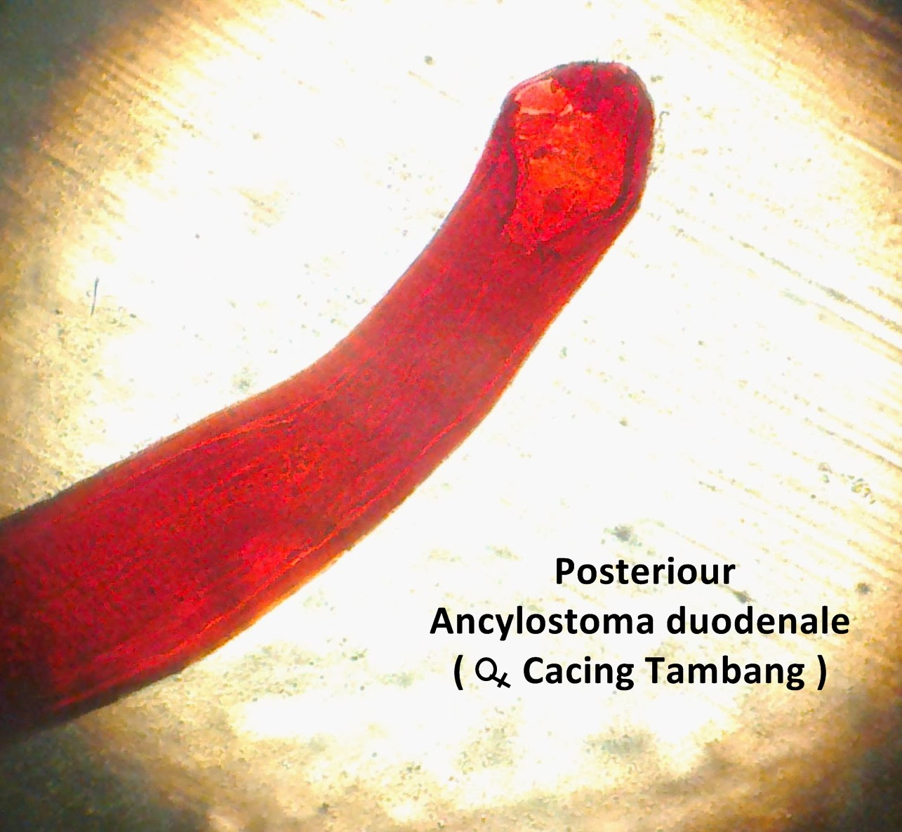 Rizqi Murtafi'ah: Preparat Awetan Cacing