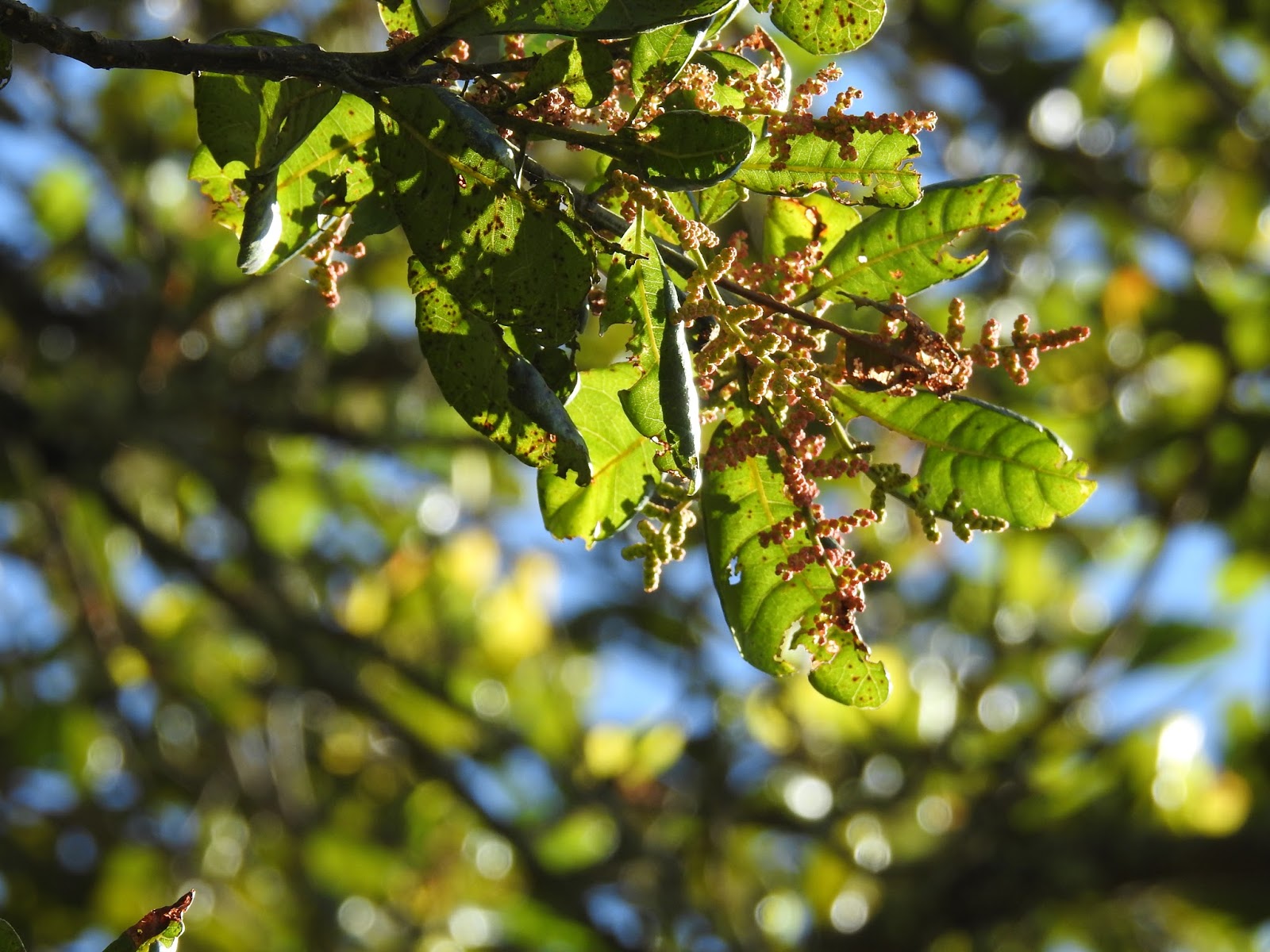Jenis Tanaman Gunung Merbabu : Wuru (Myrica Javanica) 16 - FADEL5116