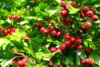 Medvednica.info: Jestive biljke