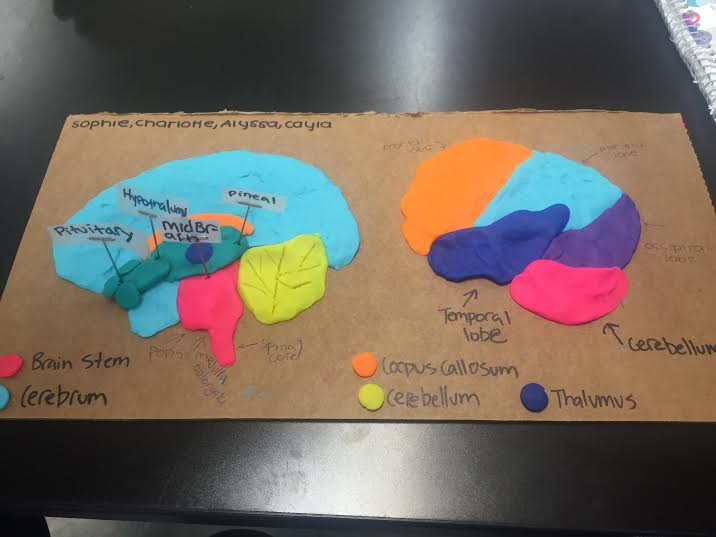 Anatomy and Physiology Blog